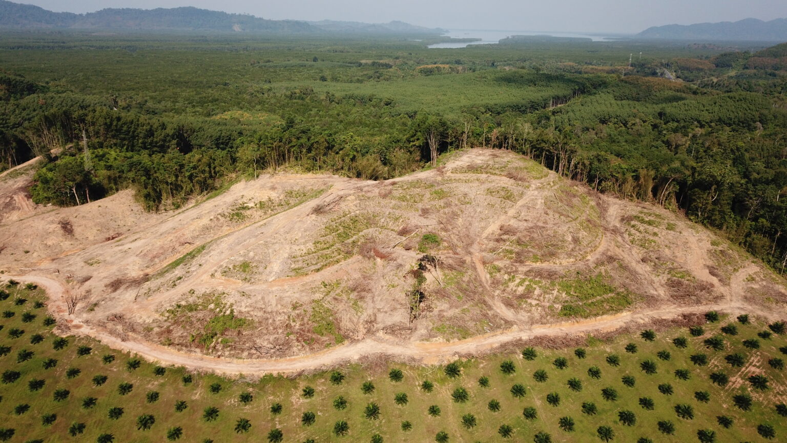 Palm oil, deforestation and rainforest